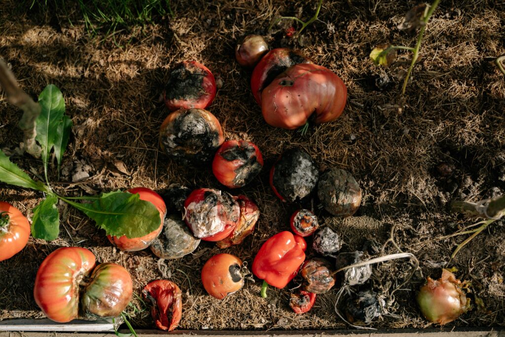 Pupuk Nano Berbasis Limbah Pertanian: Solusi Ramah Lingkungan - Kencana ...